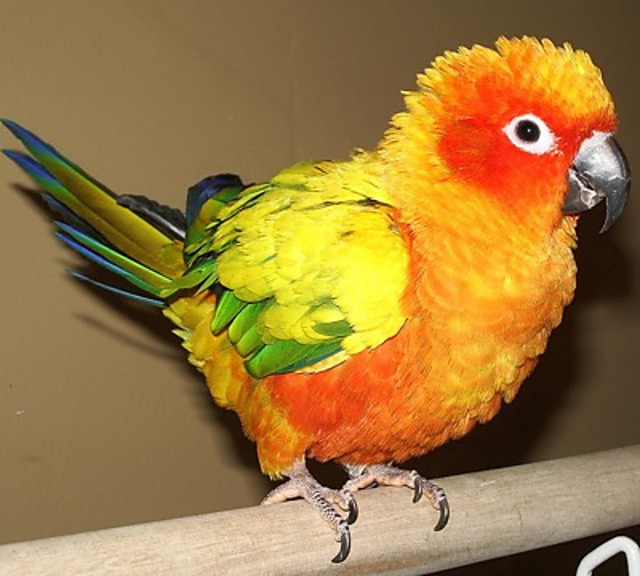 Ravelry: A-Ko-Cloudartowl's ARATINGA