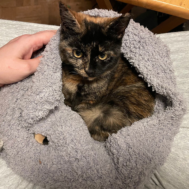 Ravelry: Kitten Cuddle Sack pattern by Amanda's Yarn Forward