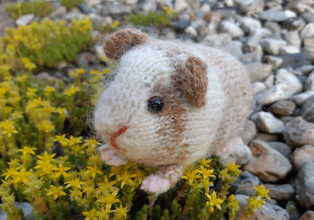 Ravelry: Guinea pig pattern by Viv's Knits
