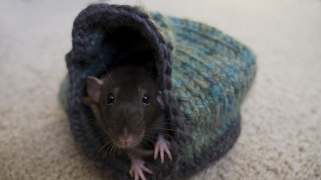 Ravelry: SusieGourlay's Cosmic Cozy