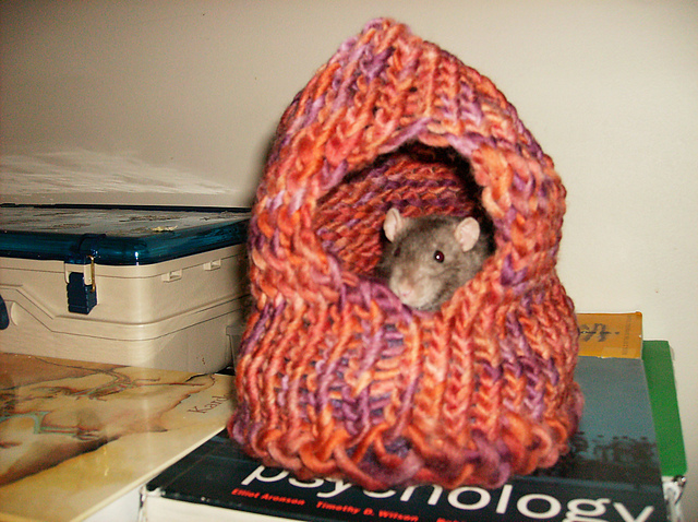 Ravelry: Loomed Rat / Hamster Snuggly pattern by Susie Gourlay