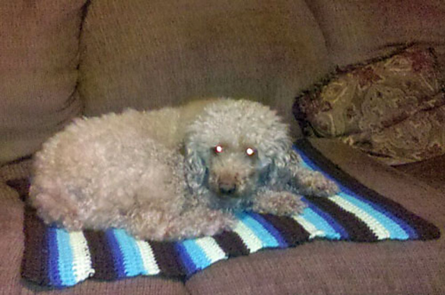 Ravelry: Dog Mat pattern by Marianne Forrestal