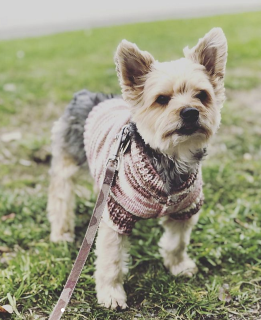 Ravelry: #25 Dog Cardigan pattern by Yuko Nagakura