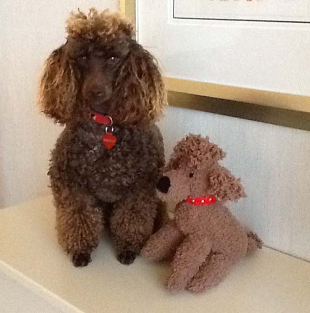 Ravelry: Poodle dog soft toy pattern by Linda Moorhouse