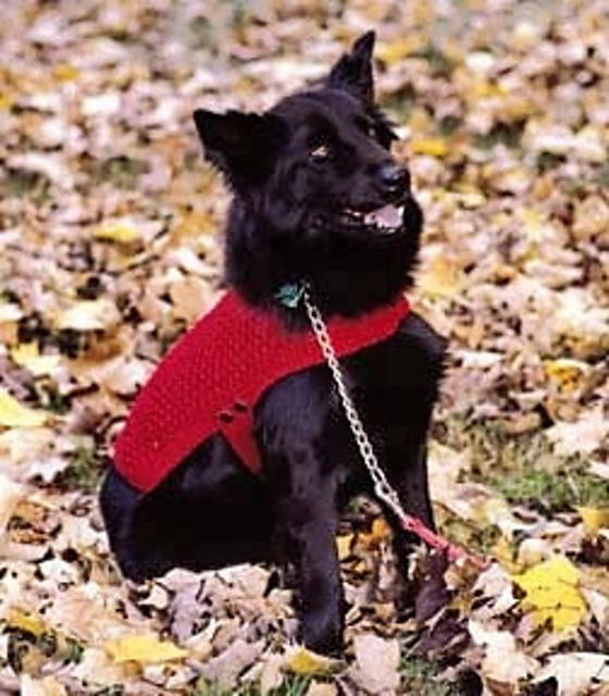 Ravelry: Dog Coat pattern by Evie Rosen