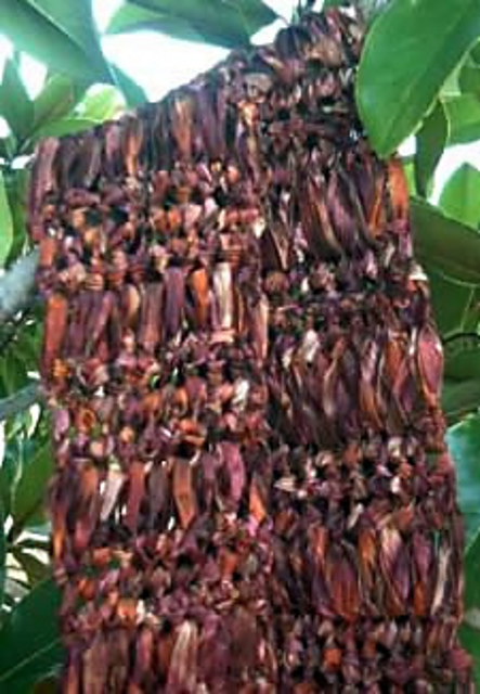 Ravelry: Drop-Stitch Scarf pattern by Marlo D. Cairns