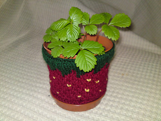 Ravelry: Strawberry Plant Pot Cosy pattern by SA