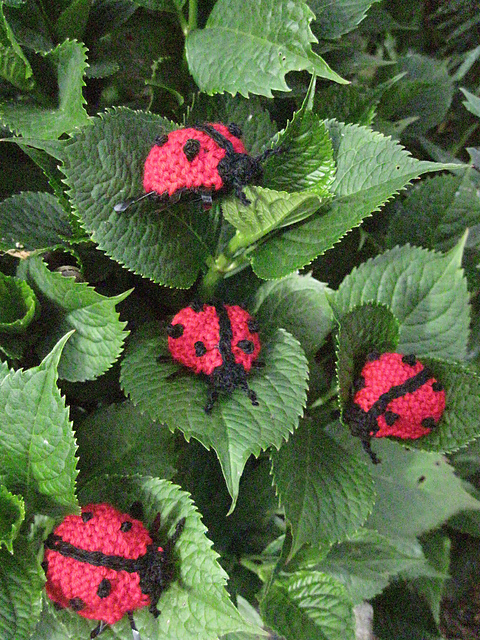 Ravelry: Ladybird pattern by Ginny Sturdy