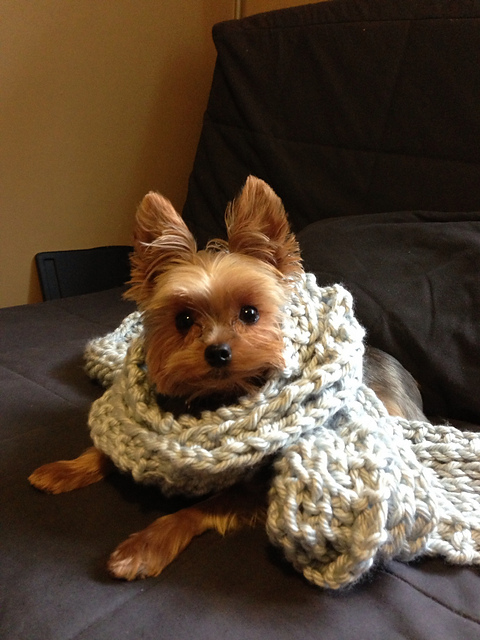 Ravelry: Happydayo01's Chewy's scarf