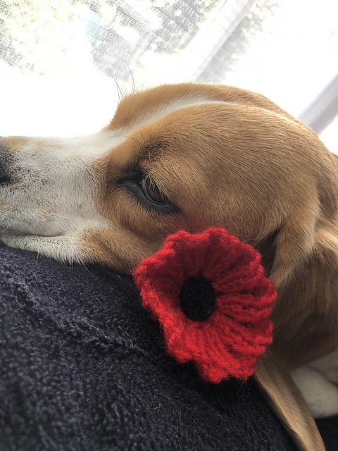 Ravelry: Remembrance Poppy pattern by The Knit Guru
