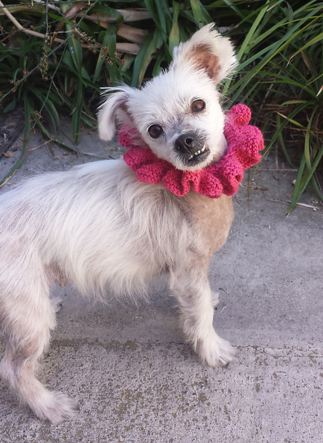 Ravelry: Pup Ruff - Knitted pattern by Laura Wilson-Martos