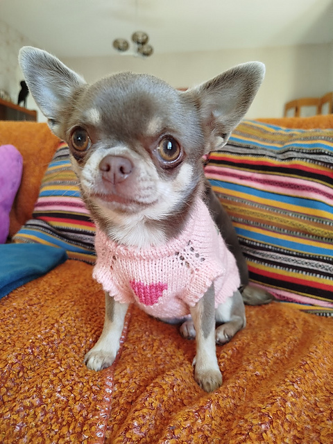 Ravelry: Pull Rosemary pour petit chien pattern by LSB