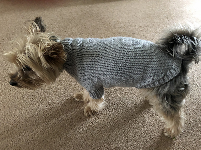 Ravelry: LouDoubleKnitter's Dog ~ Grey Coat