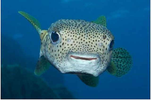 Ravelry: Moonstruckmermaid's Kralendijk