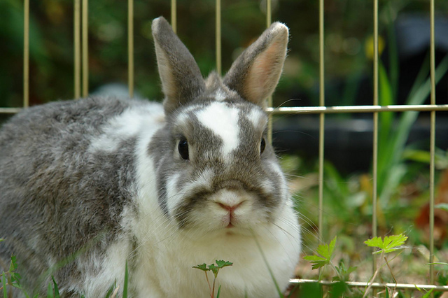 Ravelry: Bunny Blank pattern by Charlotte W.