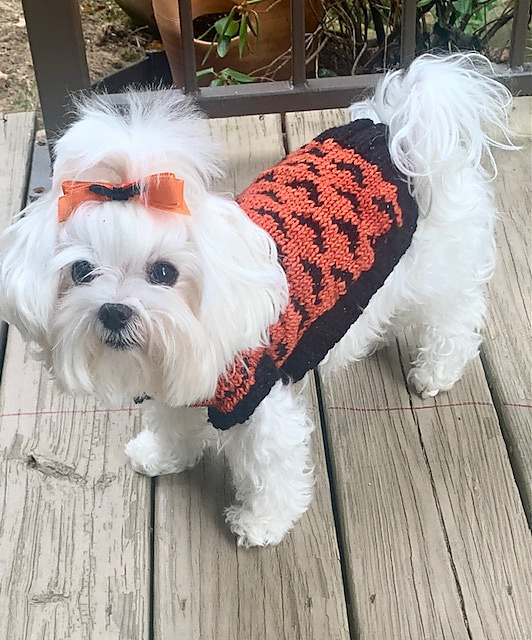 Ravelry: Going Batty Dog Sweater pattern by Paula Marie Designs