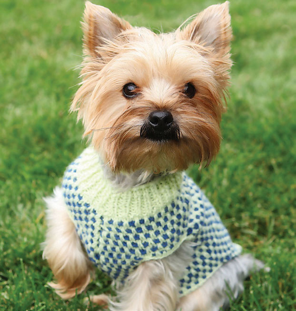 Ravelry: Muffy's Dog Sweater pattern by Shirley MacNulty