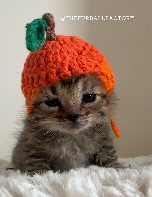 Ravelry: Crochet Kitten Pet Bonnet pattern by Hannah Slater