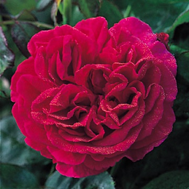 Ravelry: PeonyPlace's Red Roses Wrap