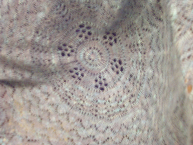 Ravelry: Pi Shawl pattern by Ruth crafts