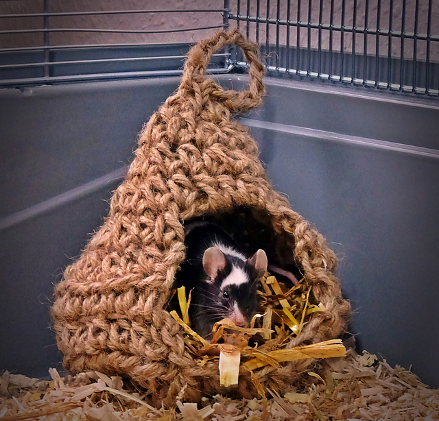 Ravelry: House for a Mouse pattern by Red and the Wolf Designs