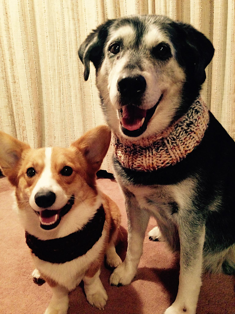 Ravelry: The Everyday Dog Cowl pattern by Pattymac Knits