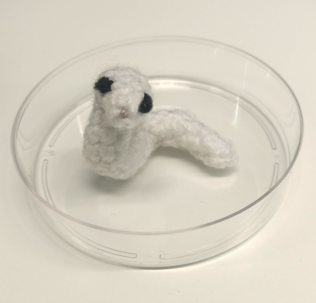 Ravelry: Model Organism: Caenorhabditis elegans pattern by Marg Crawford