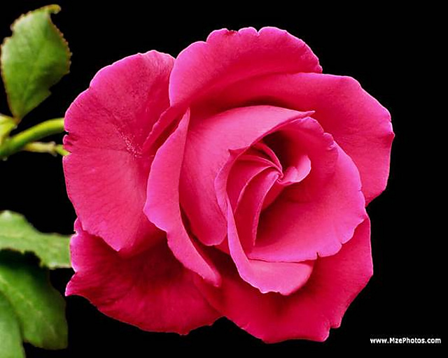 Ravelry: agasi's Prim-Rose :)