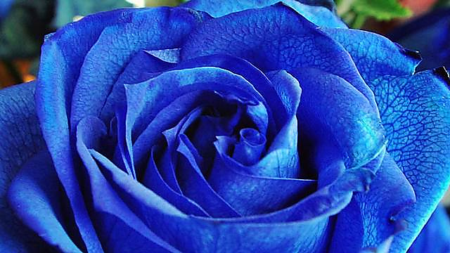 Ravelry: agasi's My Blue Rose :)