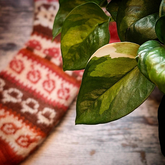 Ravelry: Mewcelium pattern by Marna Gilligan