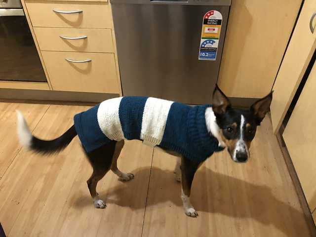 Ravelry: SAS Dog Coat pattern by Angel Grimes