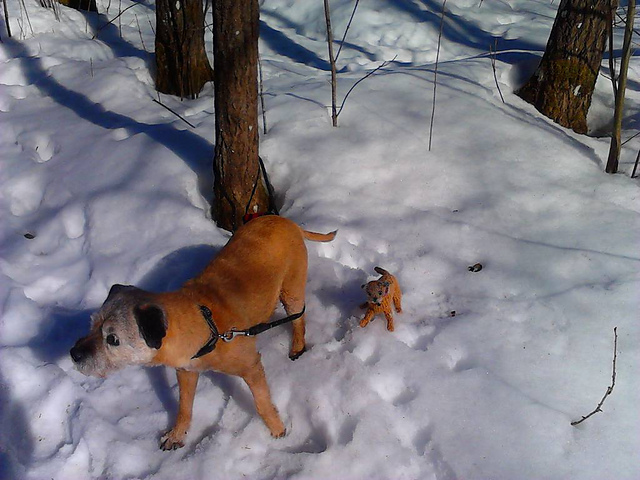 Ravelry: Border Terrier pattern by Sally Muir and Joanna Osborne