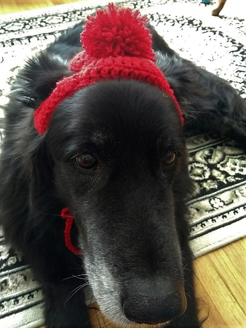 Ravelry: Cute Beanie for Large Dog pattern by BHelenCrochet