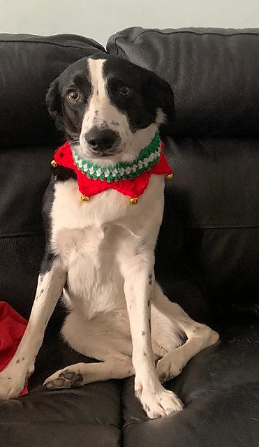 Ravelry: Elf collar pattern by Caroline Murphy