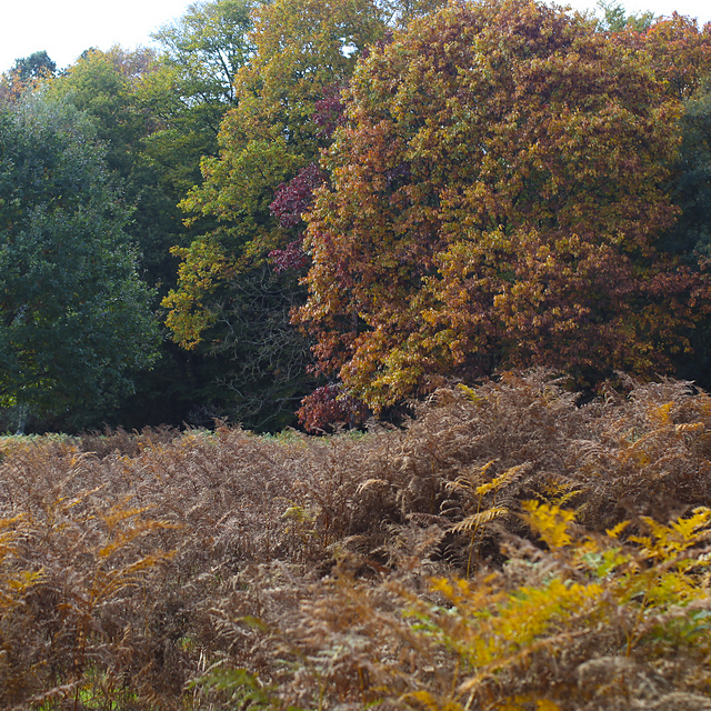 Ravelry: chroma nima Cashmere 4 ply