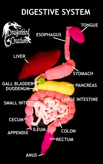 Ravelry: dragonbird's Knitted Digestive System