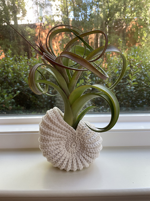 Ravelry: escrellin's Shell Air Plant Holder