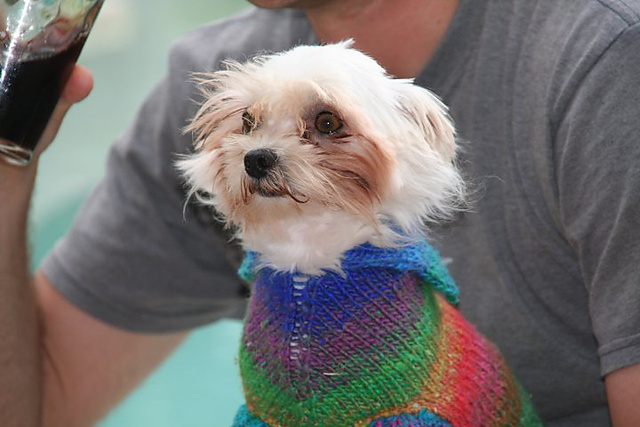Ravelry: Snuggie Dog Sweater pattern by Sarah Gattis