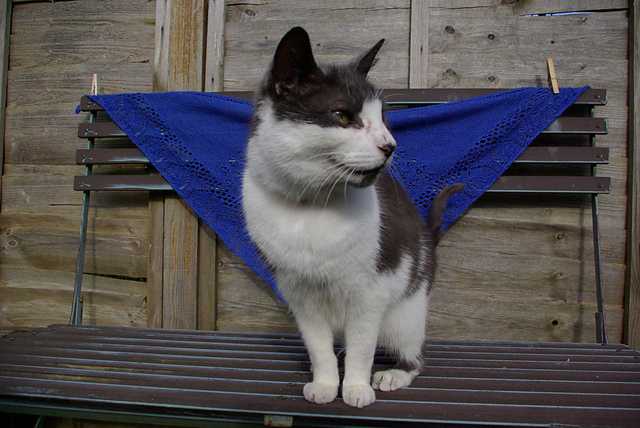 Ravelry: Cat Walk Shawl pattern by Miranda