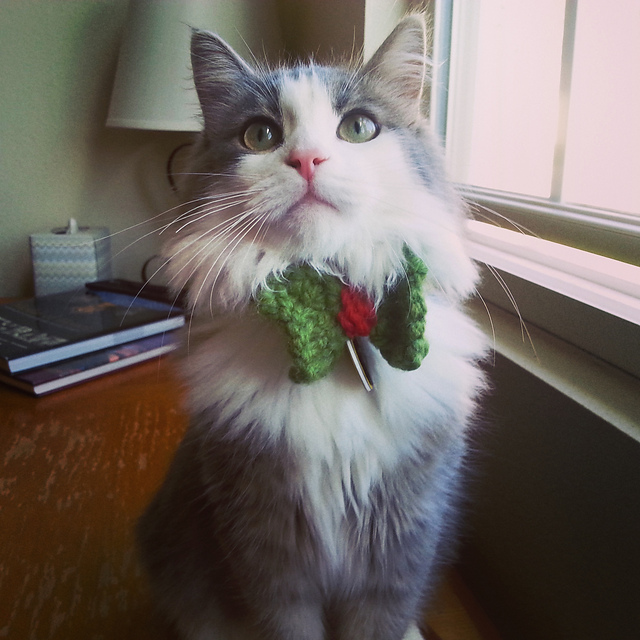 Ravelry: Kitten Bowtie pattern by Heidi Liles