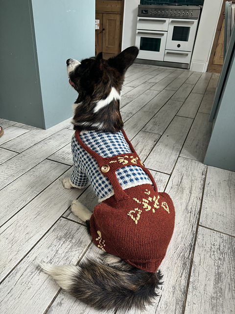 Ravelry: Lederhosen for Dogs pattern by Issy Knits