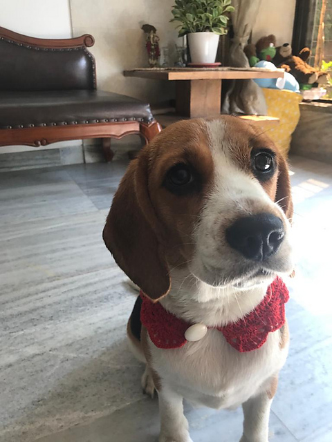 Ravelry: jasbirknanra's Neck band for dog