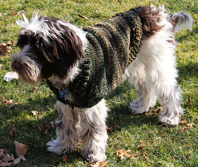 Ravelry: Paco's Dog Coat pattern by Tracey Rediker