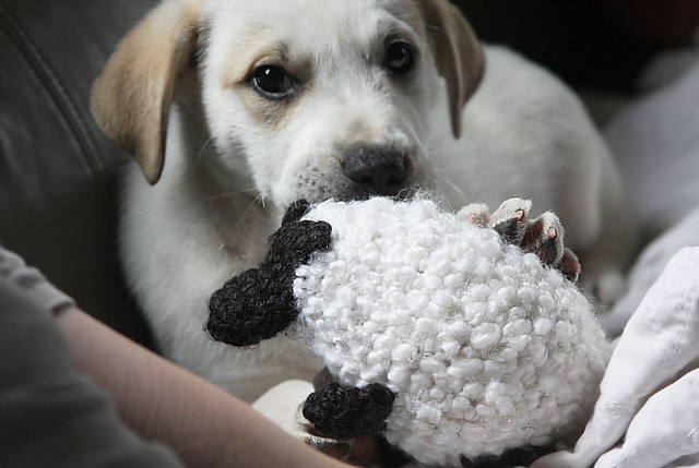 Ravelry: Woolly: A Toy Sheep for Puppy pattern by Jenna Wingate