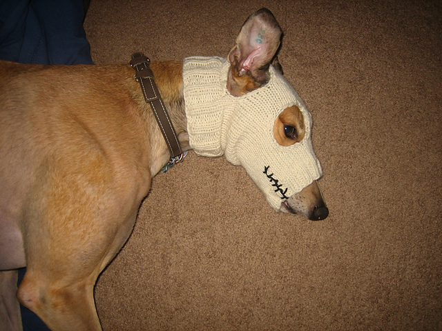 Ravelry: kmarissa's Bonehound