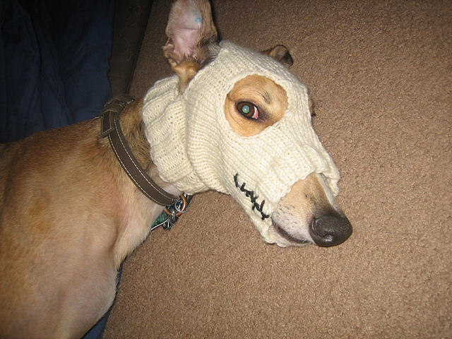 Ravelry: kmarissa's Bonehound