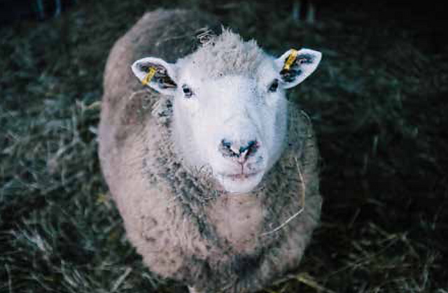 Ravelry: Fannar pattern by Shannon Okey