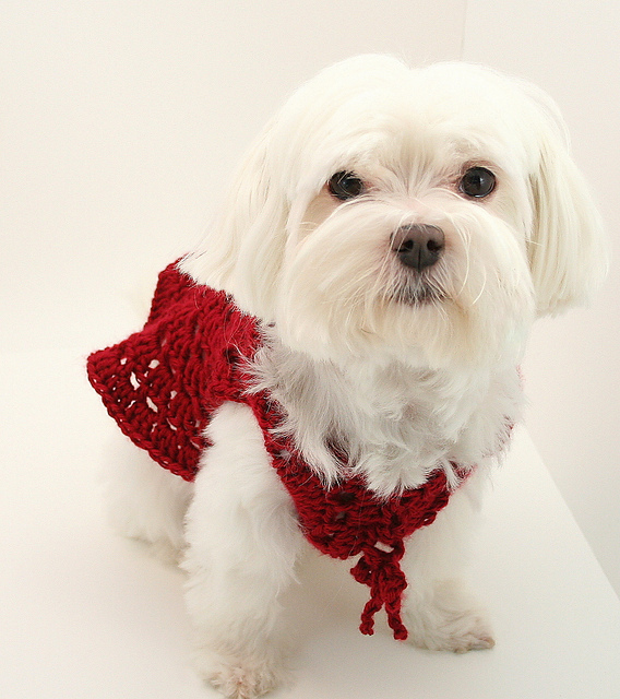 Ravelry: Dog Sweater Circle Shrug pattern by Brandie Knaggs