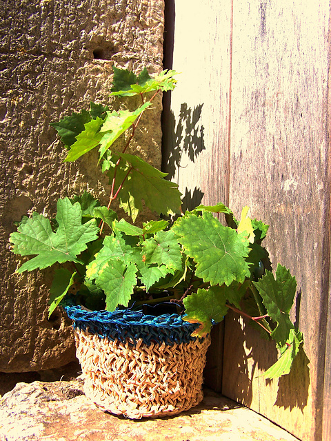 Ravelry: Rafia Flower Pot Cover pattern by Mary-Jane Holmes