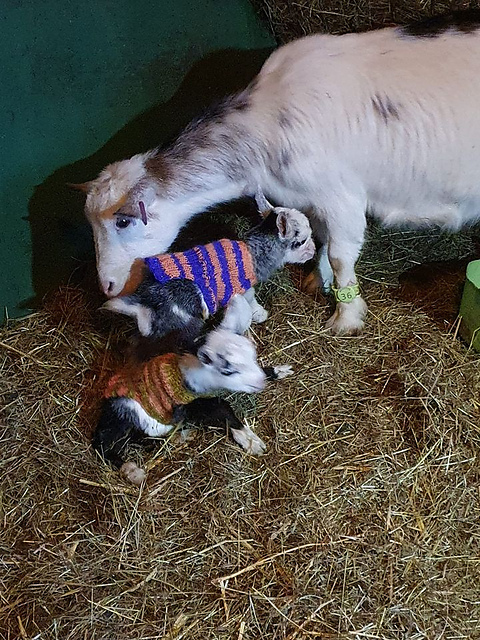 Ravelry: Somerbrooke Goat kid coat pattern by Mel Wilson